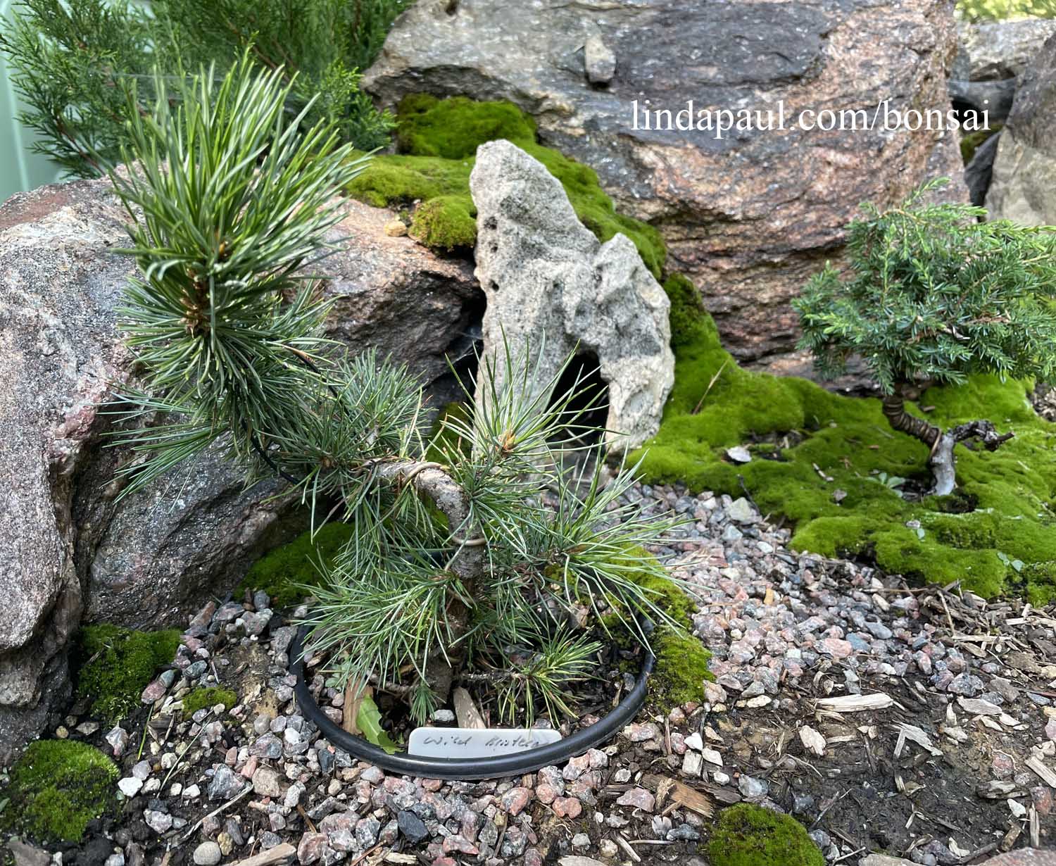 Rocky Mountain Bonsai Trees and Rocks - Mile High Bonsai